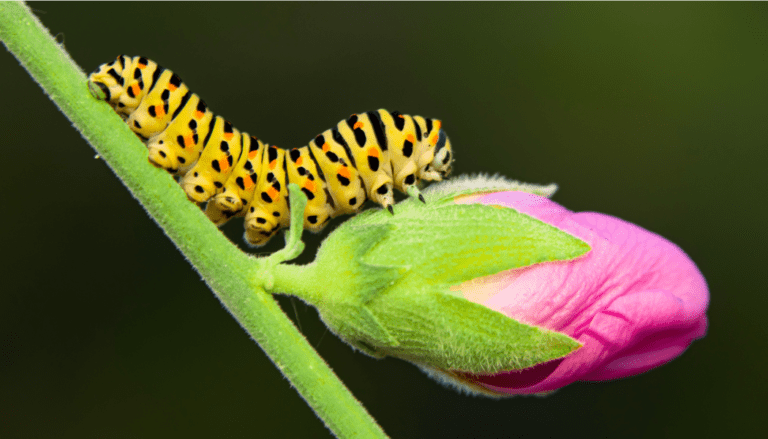 High-resolution Embedded Cameras – Enabling OCR Applications - TechNexion