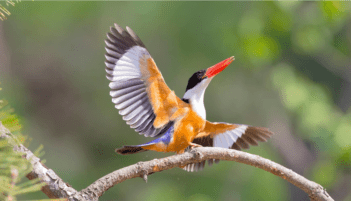 How Embedded Vision can Enable Remote Animal and Bird-watching - TechNexion